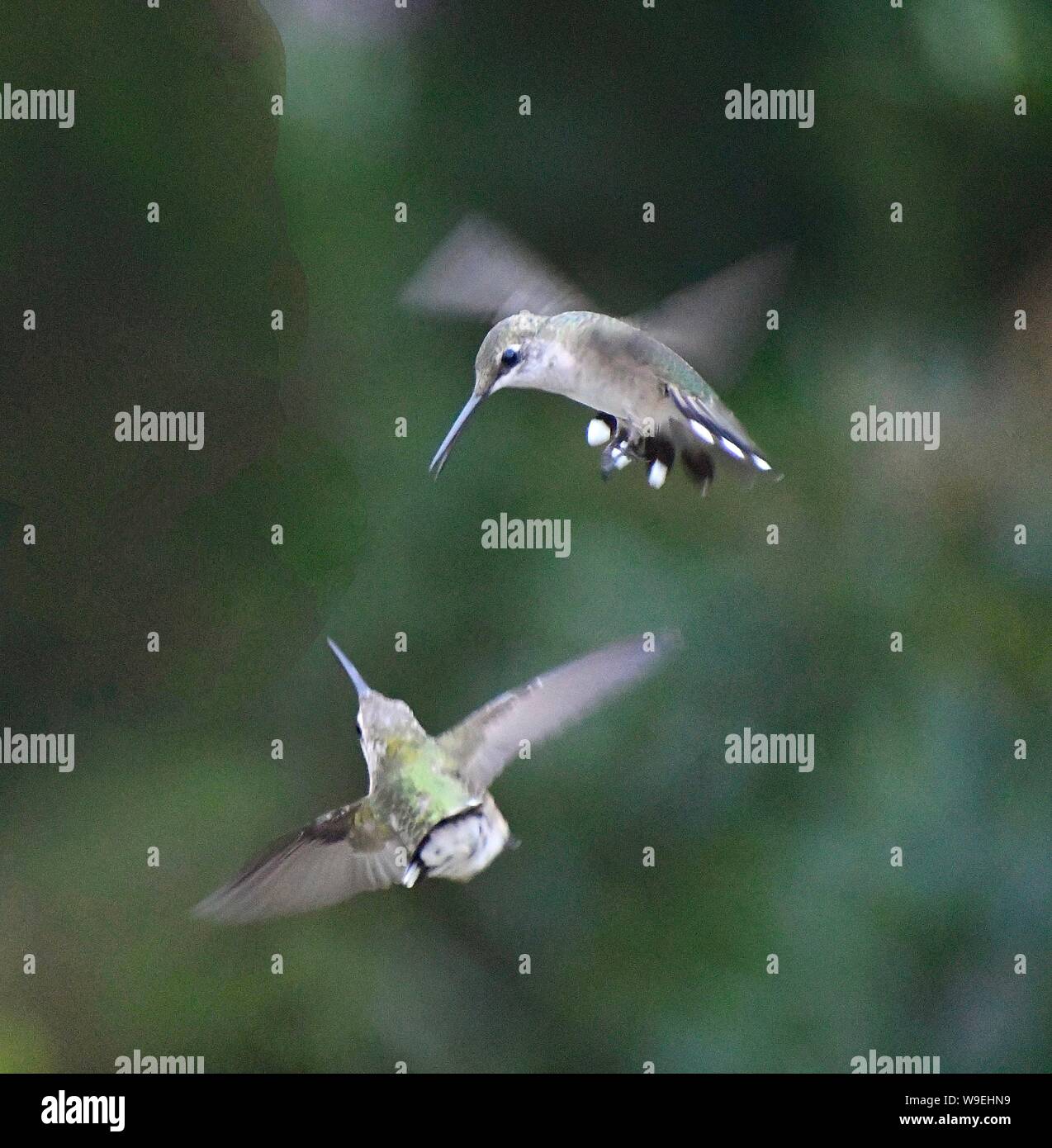 hummingbird, hummingbirds, hummers in flight Stock Photo - Alamy