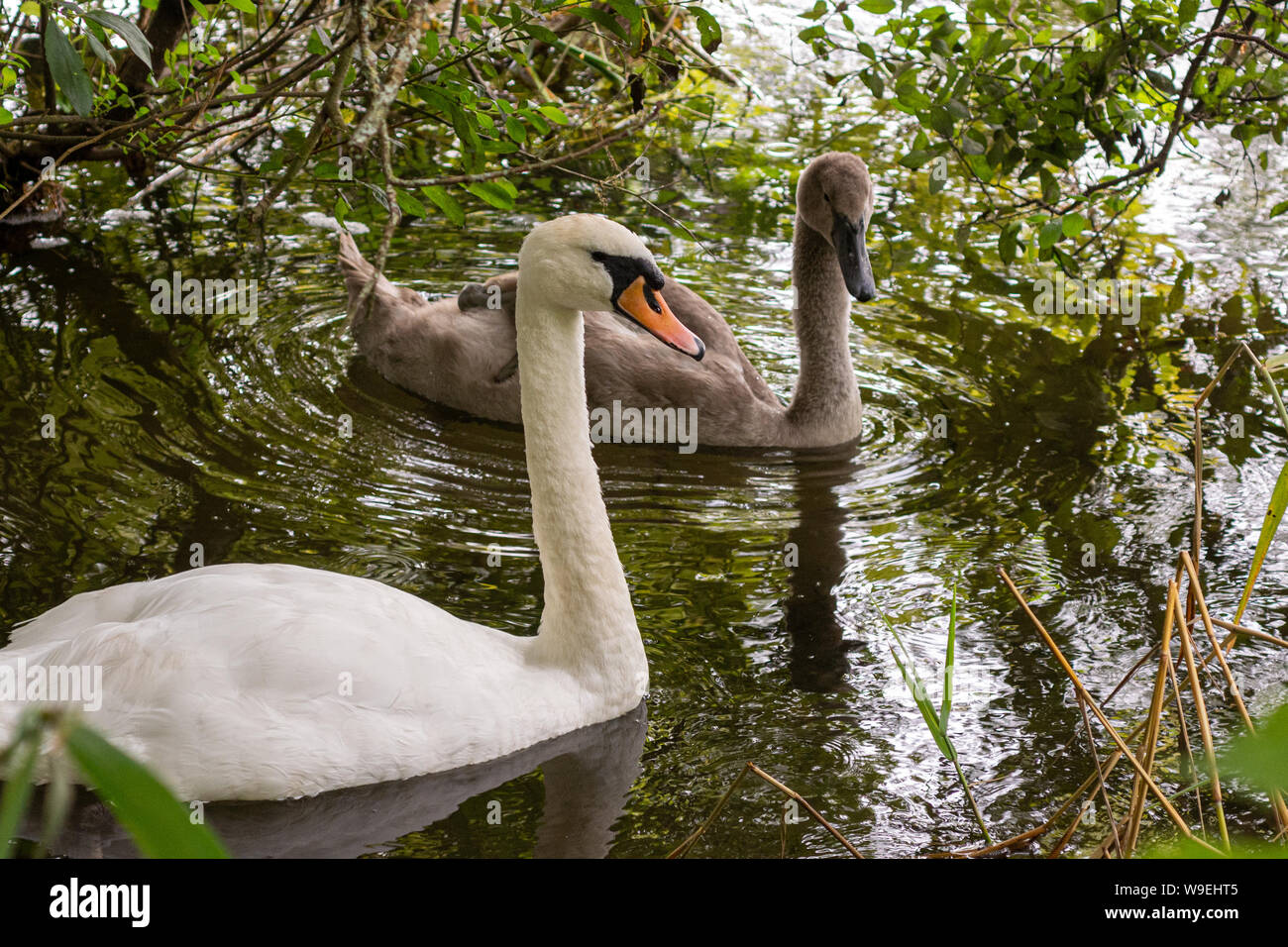 Swan with signet under branches of a tree at the edge of a river Stock ...