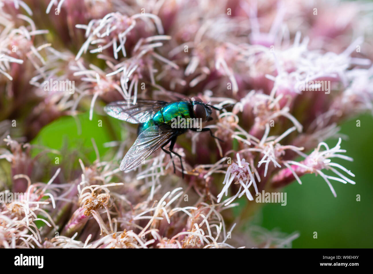 Blue bottle fly hi-res stock photography and images - Alamy