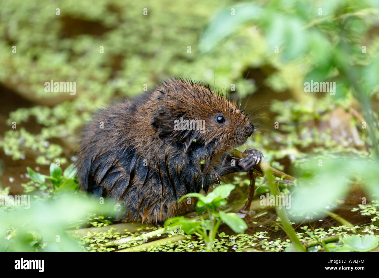 European Water Vole or Northern Water Vole, Arvicola amphibius Stock ...