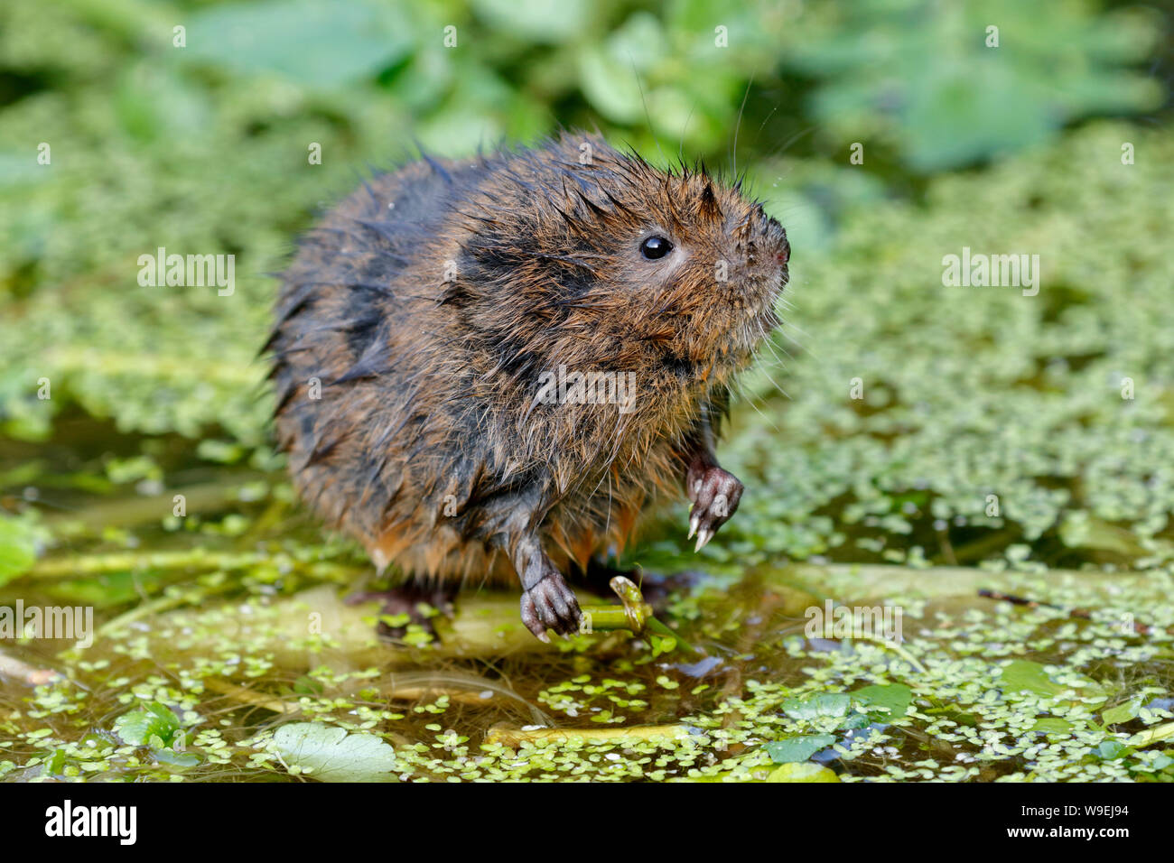 European Water Vole or Northern Water Vole, Arvicola amphibius Stock ...