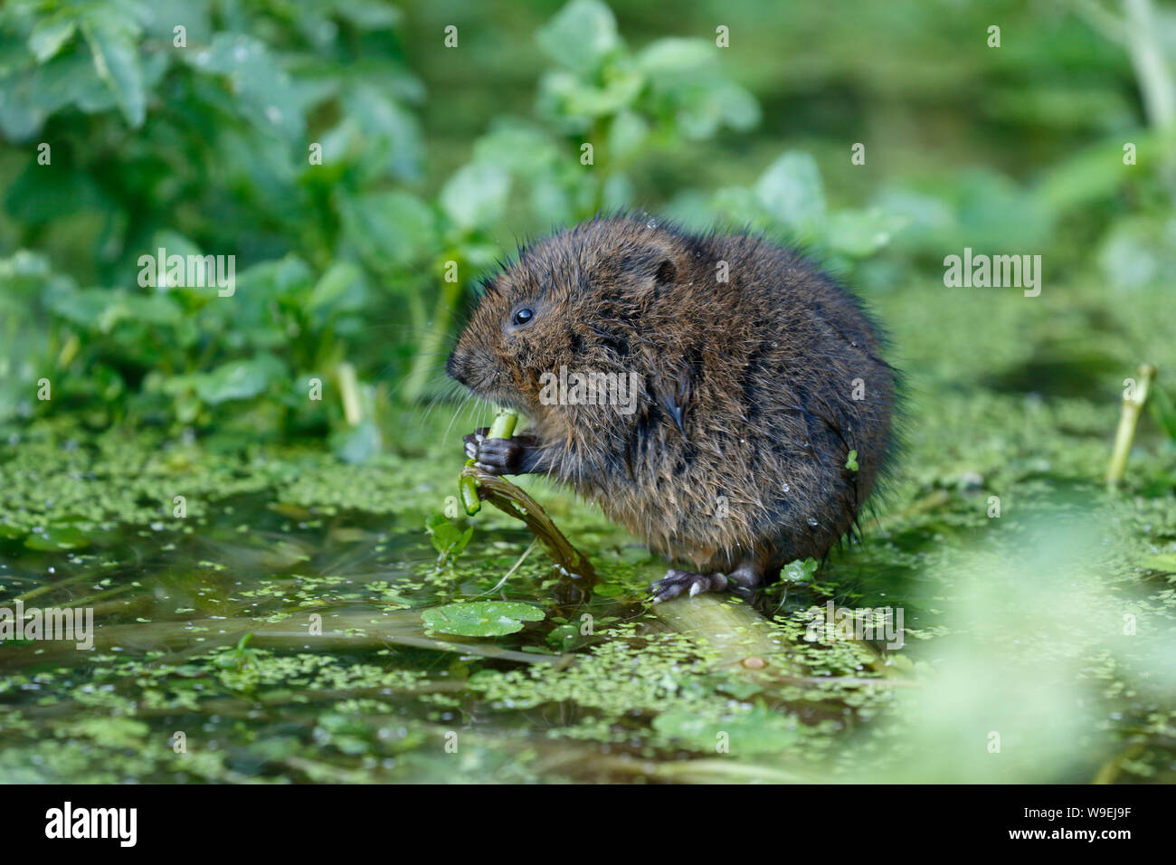 European Water Vole or Northern Water Vole, Arvicola amphibius Stock ...