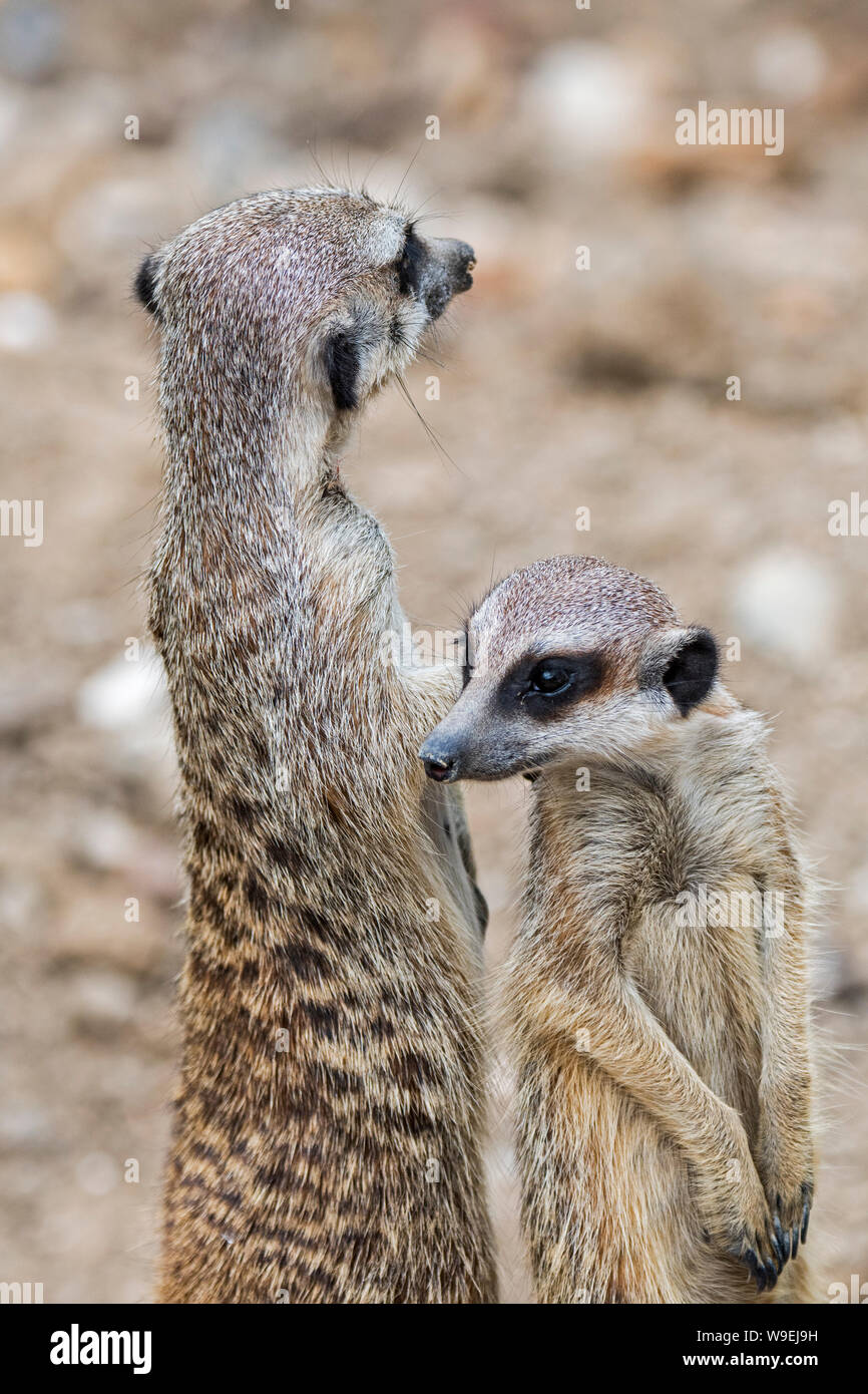 Two alert meerkats / suricates (Suricata suricatta) standing upright ...