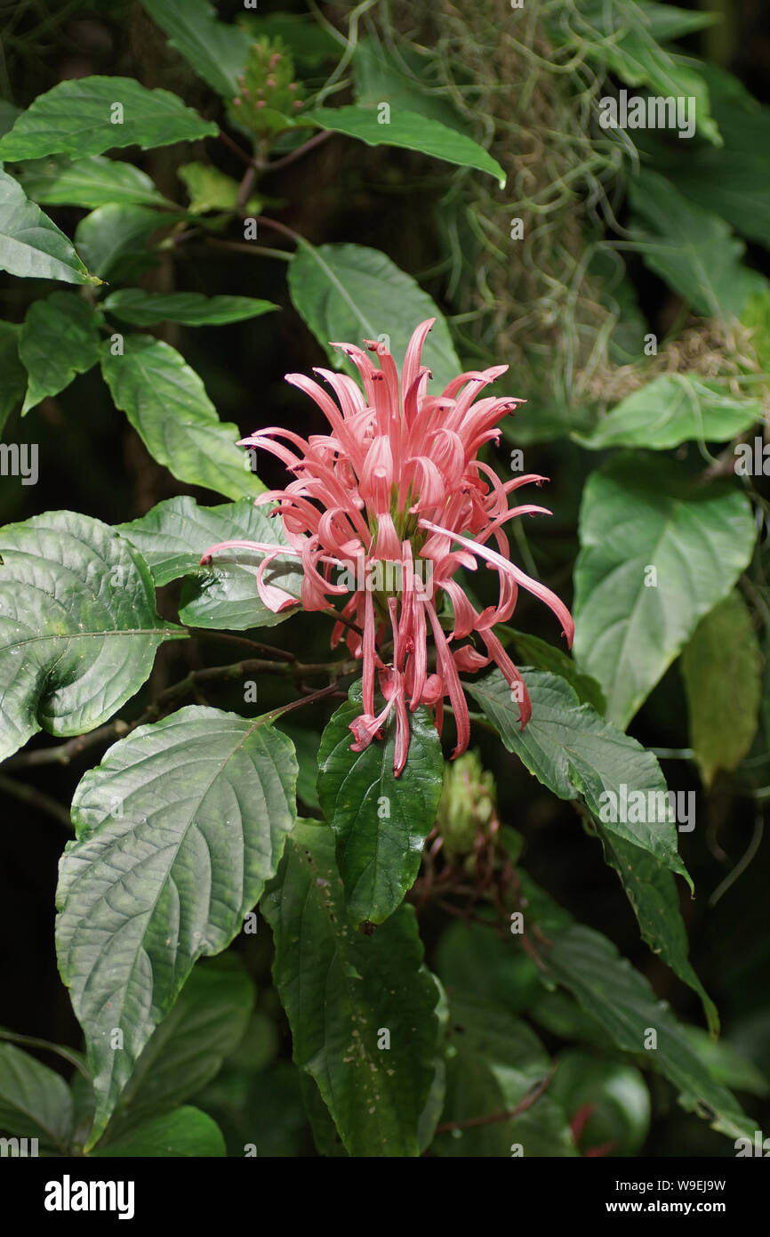 Justicia brazilian plume flower hi-res stock photography and images - Alamy