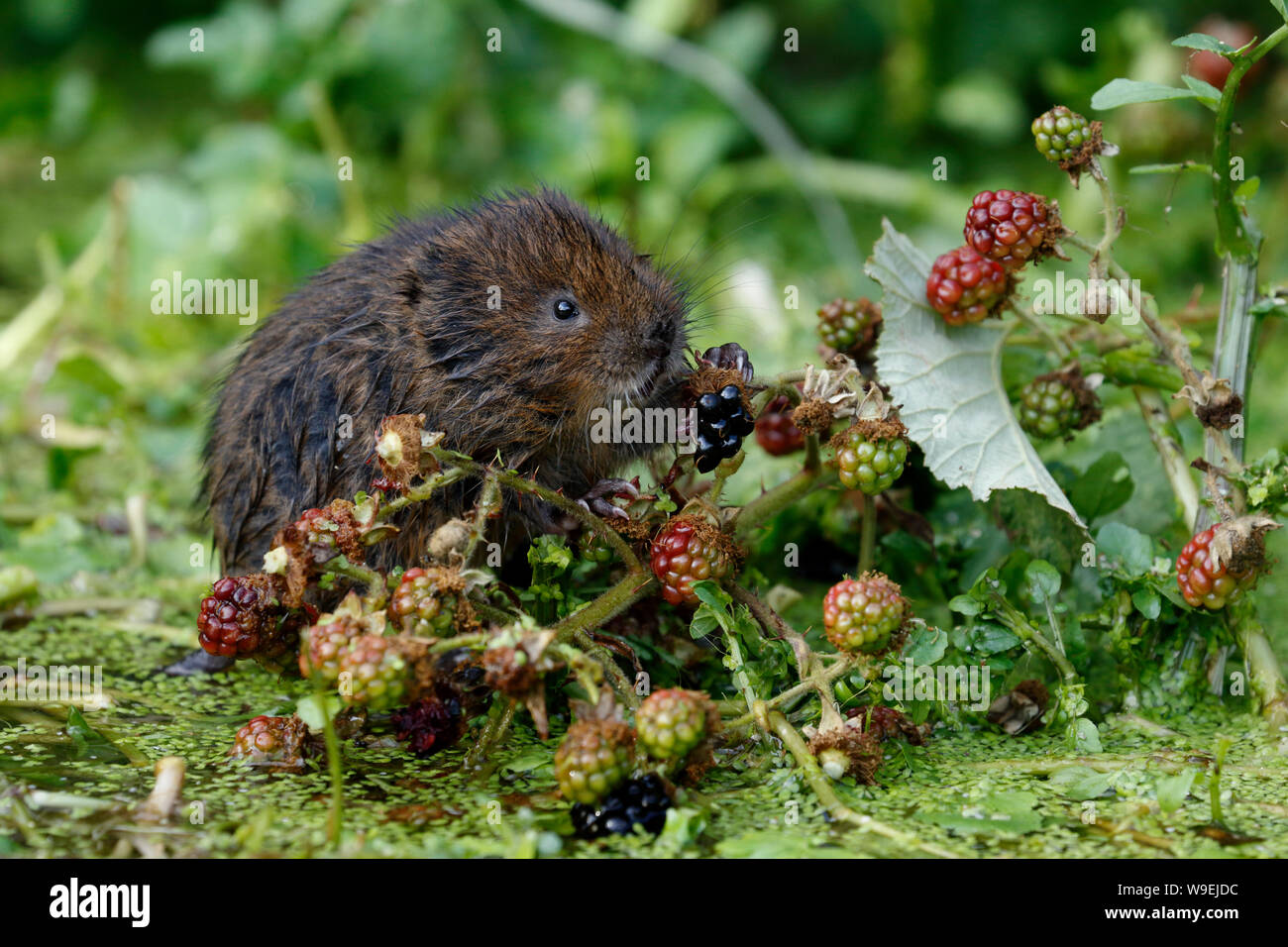 European Water Vole or Northern Water Vole, Arvicola amphibius Stock ...