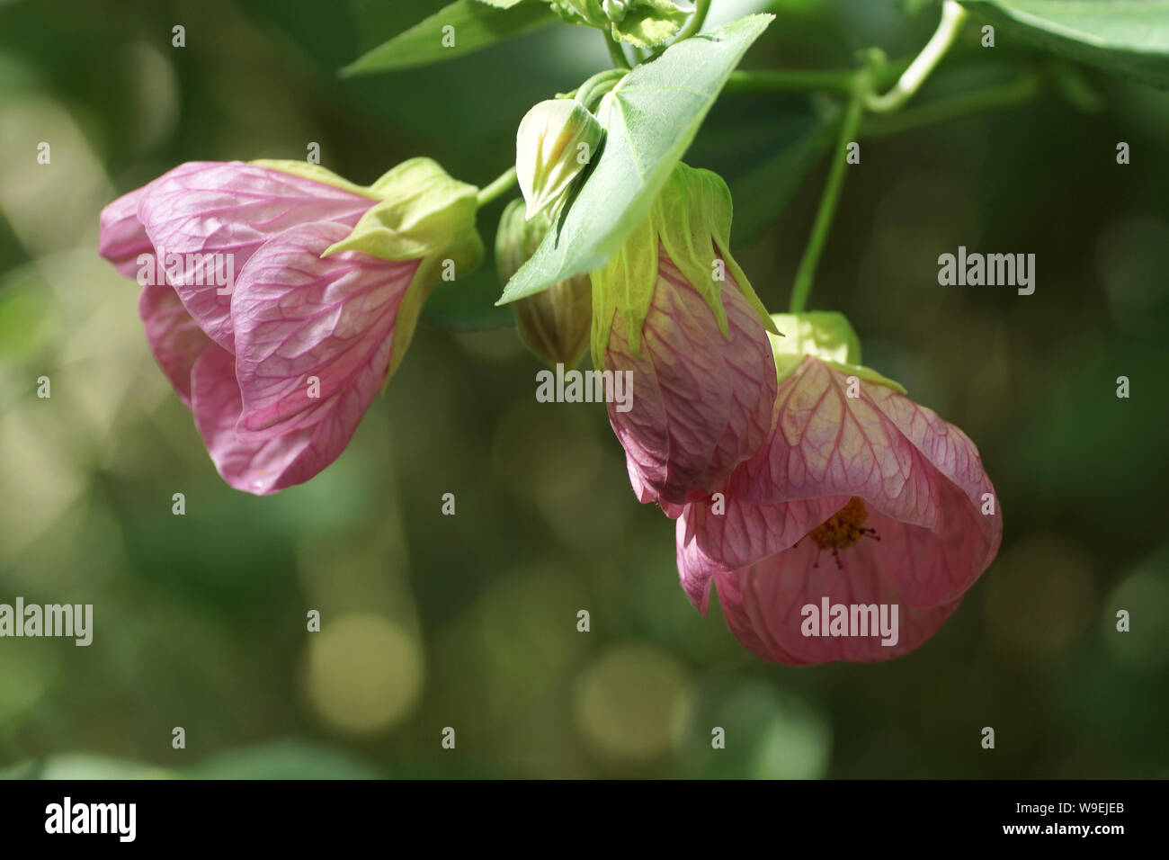 Abutilon flowers hi-res stock photography and images - Alamy
