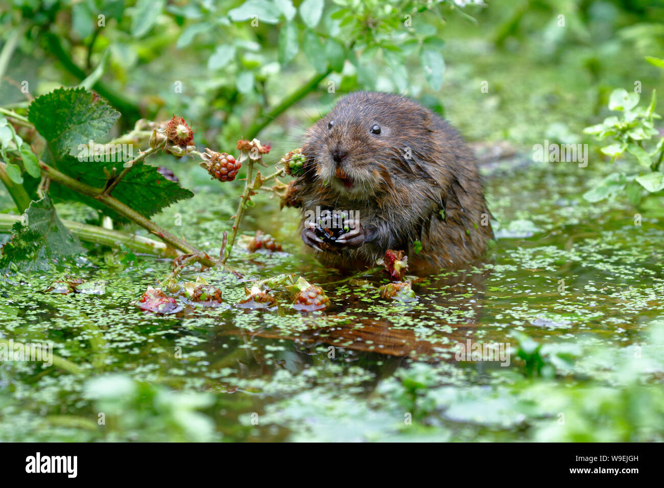 European Water Vole or Northern Water Vole, Arvicola amphibius Stock ...