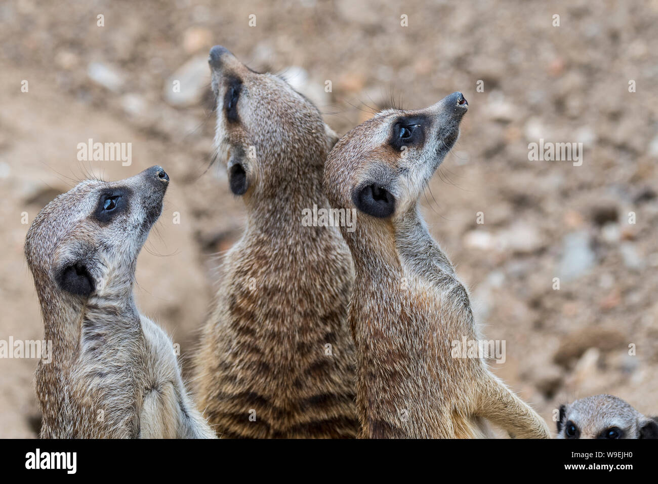 Meerkats suricates suricata suricatta standing hi-res stock photography ...