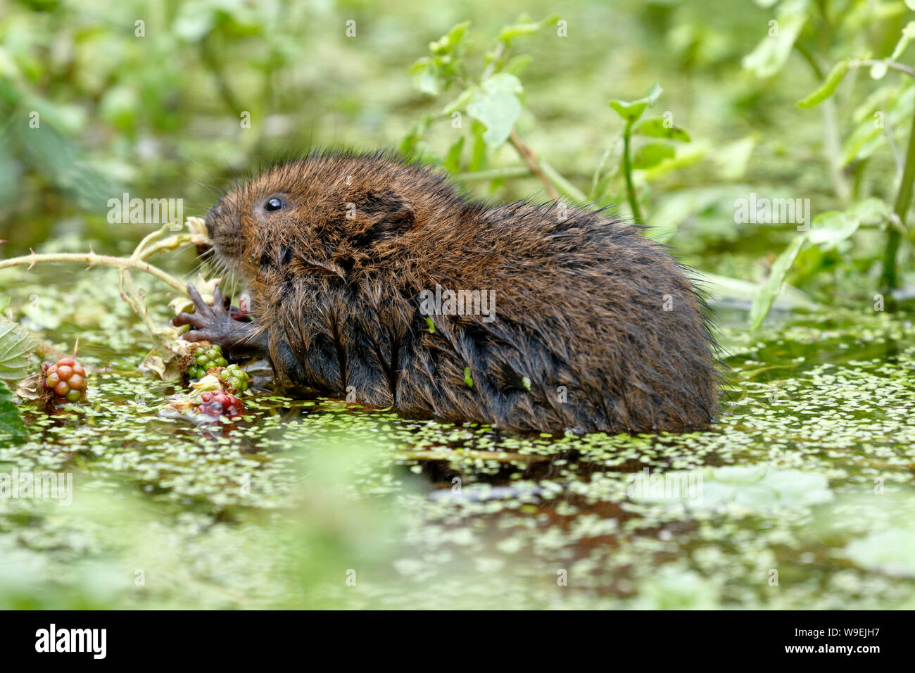 European Water Vole or Northern Water Vole, Arvicola amphibius Stock ...
