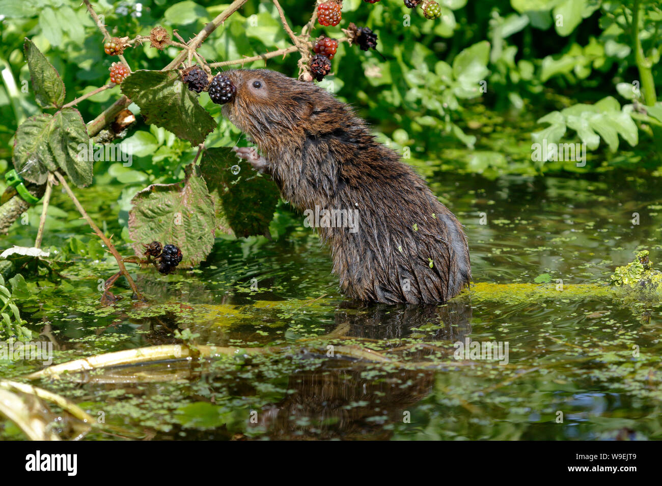 European Water Vole or Northern Water Vole, Arvicola amphibius Stock ...