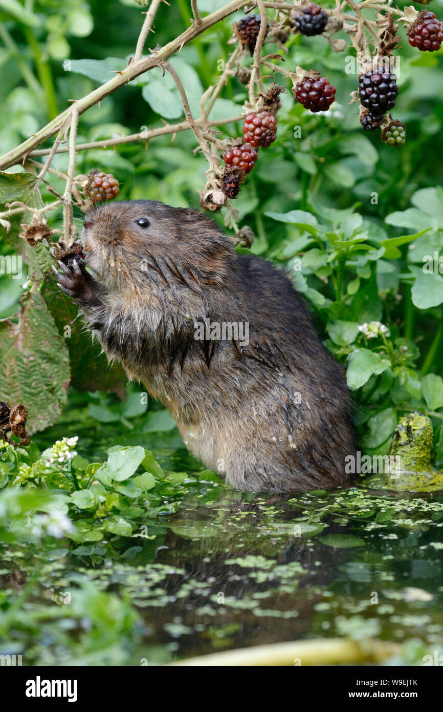 European Water Vole or Northern Water Vole, Arvicola amphibius Stock ...
