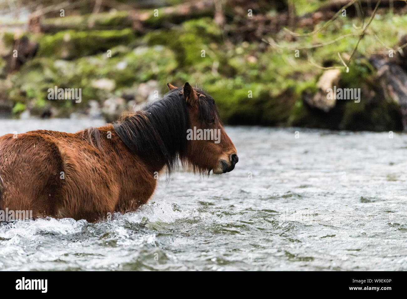 Brown Dartmoor pony crossing the river Walkham Stock Photo - Alamy