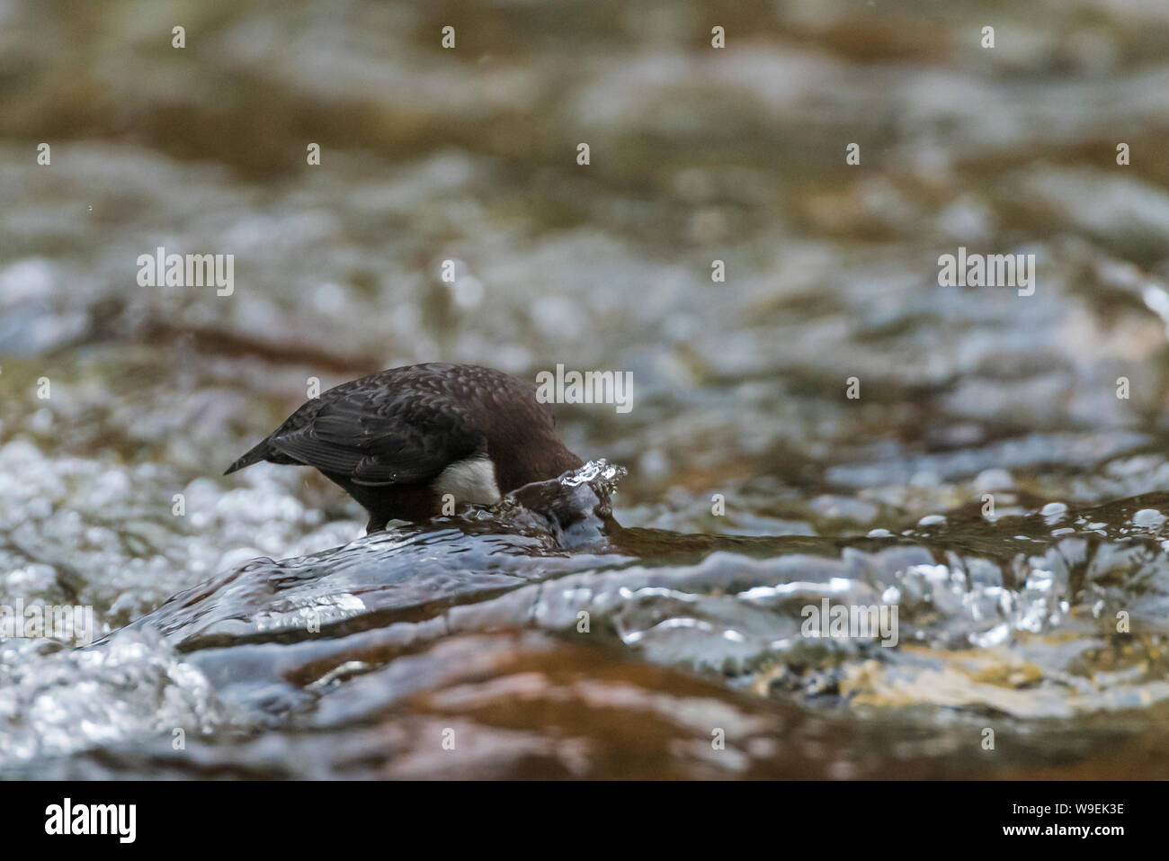 Dipper in the river Walkham, Dartmoor,Devon Stock Photo - Alamy