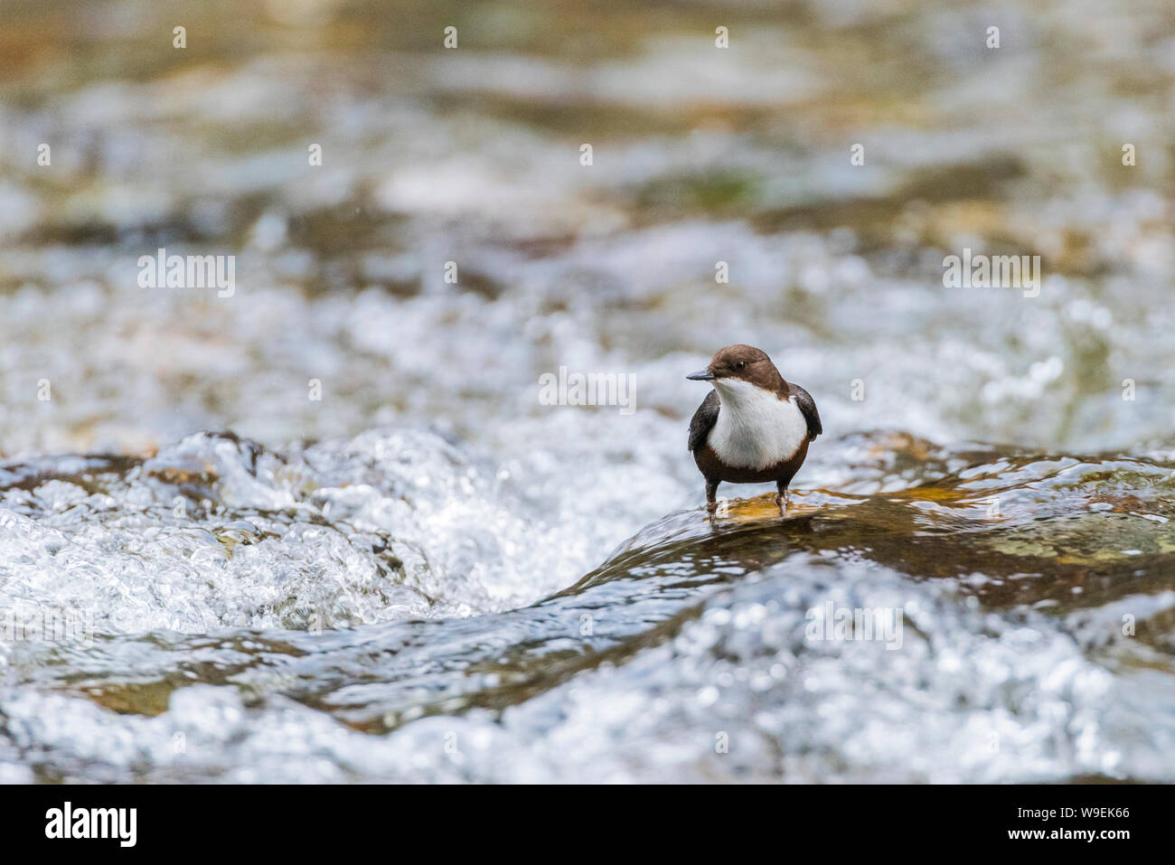 Dipper in the river Walkham, Dartmoor,Devon Stock Photo - Alamy