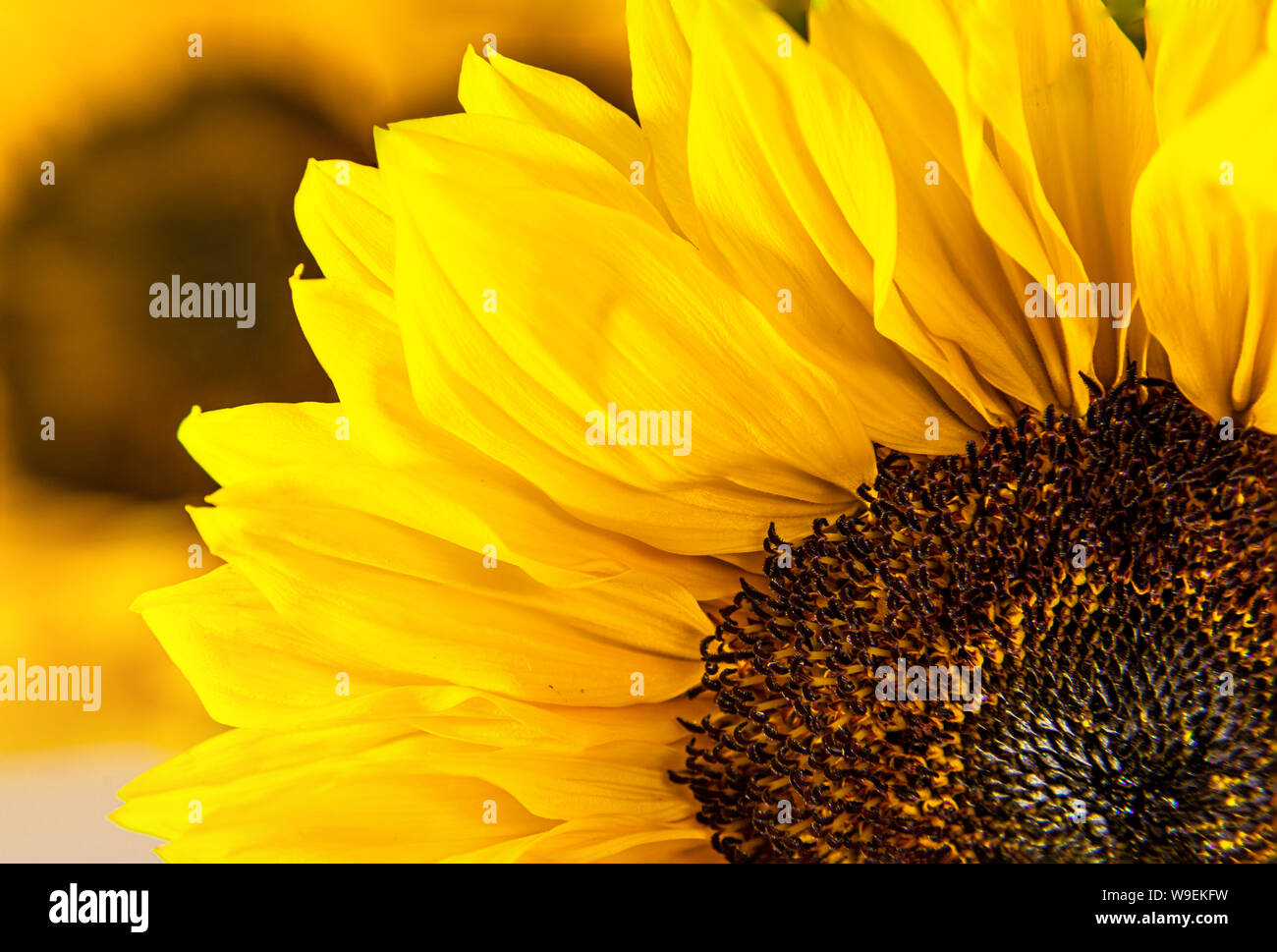 Close up view of single sunflower hi-res stock photography and images ...