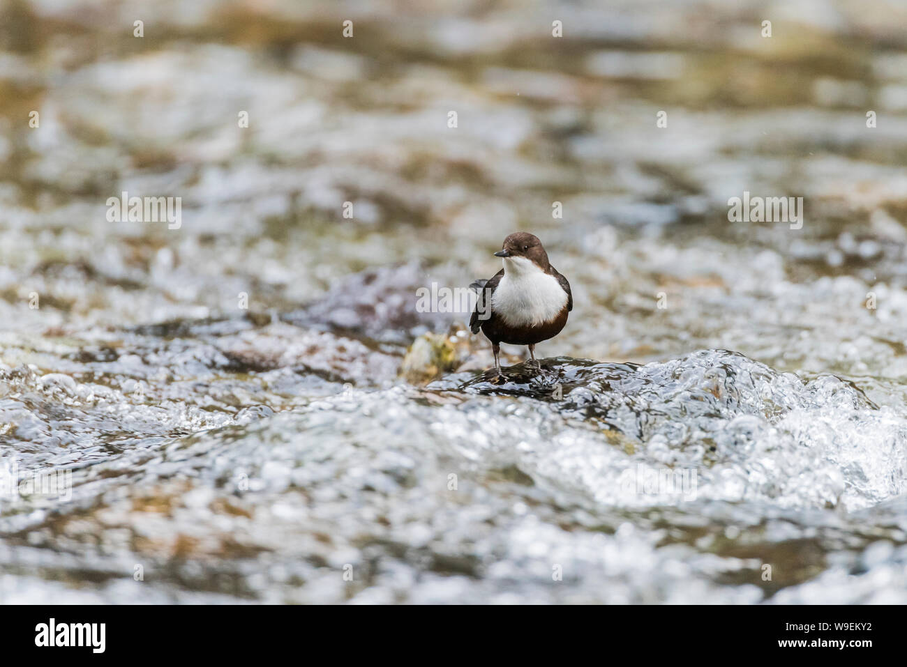 Dipper in the river Walkham, Dartmoor,Devon Stock Photo - Alamy