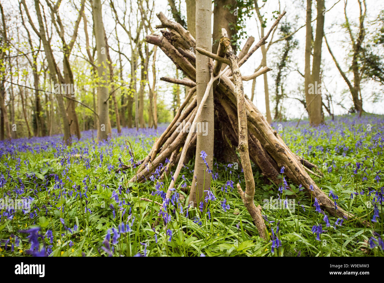 Den building forest hi-res stock photography and images - Alamy