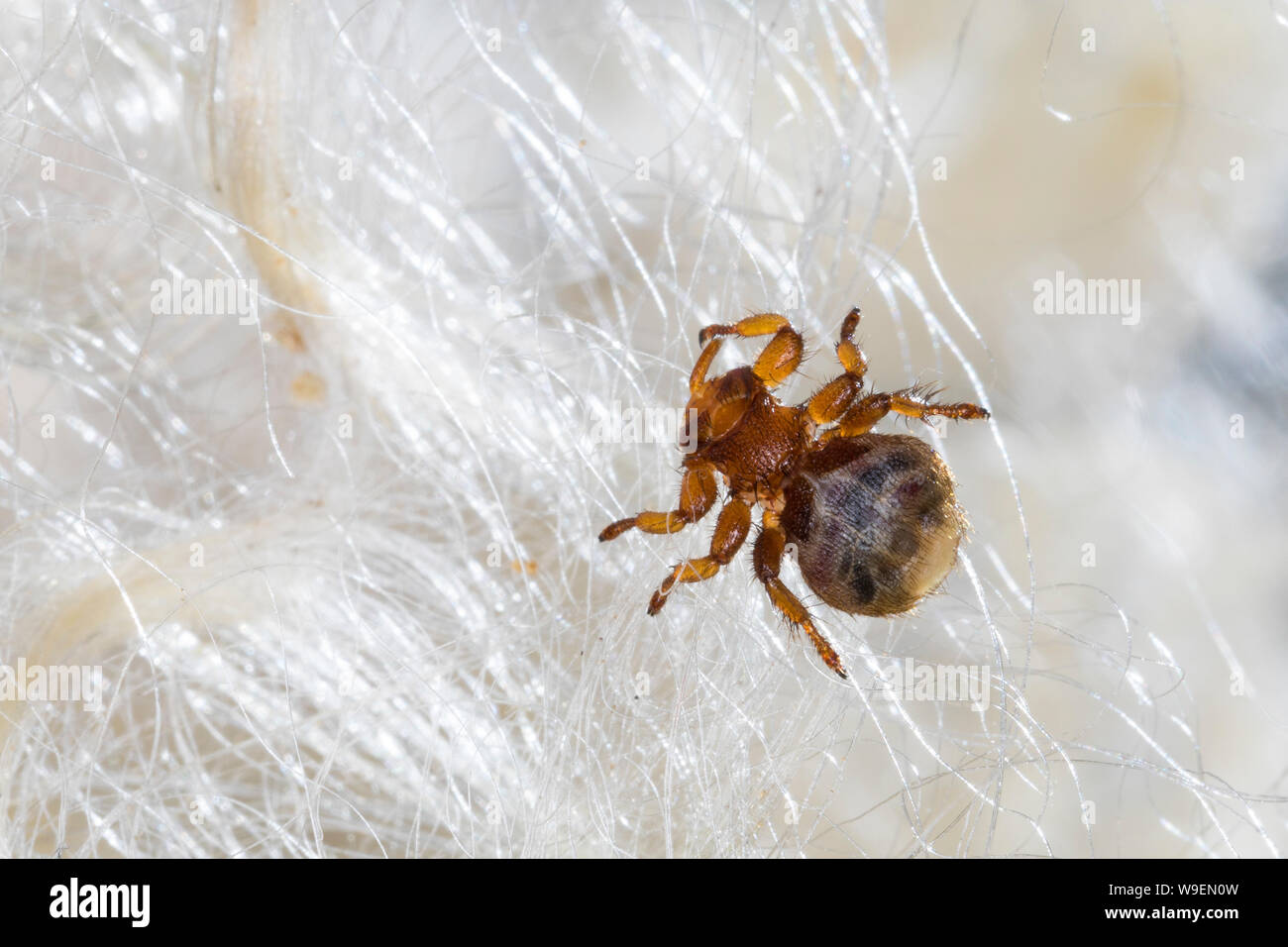 Schaflausfliege, Schaf-Lausfliege, Schaflaus, Lausfliege, Melophagus ...