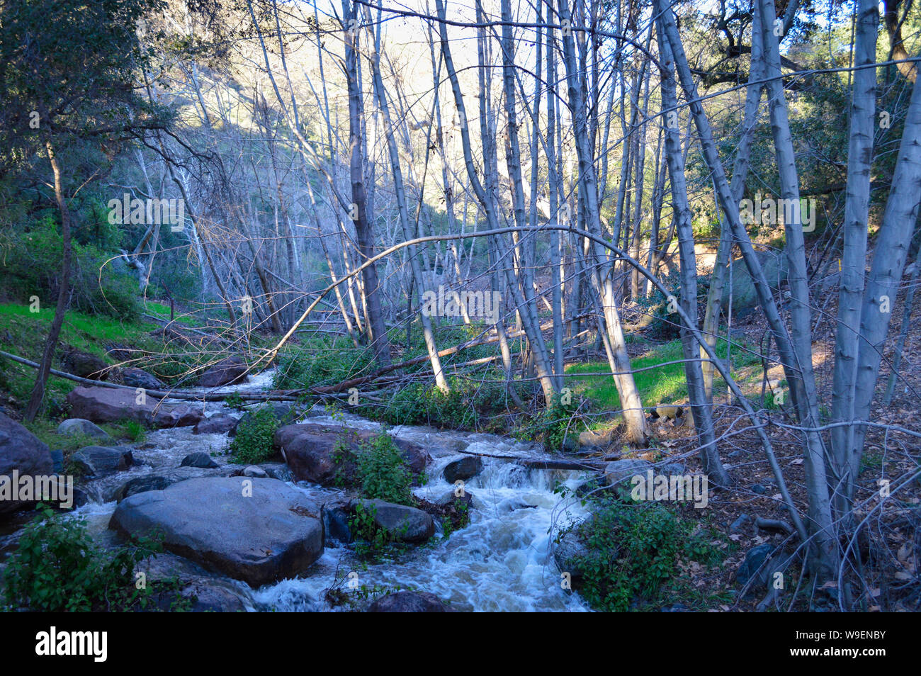 Sunlight breaking through trees over a shallow river Stock Photo - Alamy