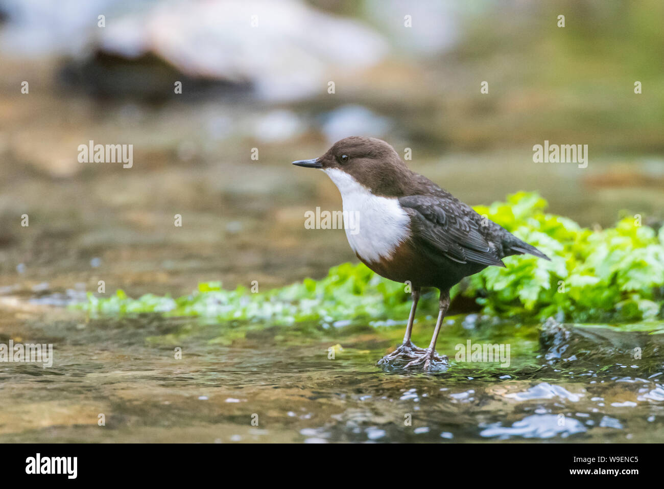 Dipper in the river Walkham, Dartmoor,Devon. Side view Stock Photo - Alamy
