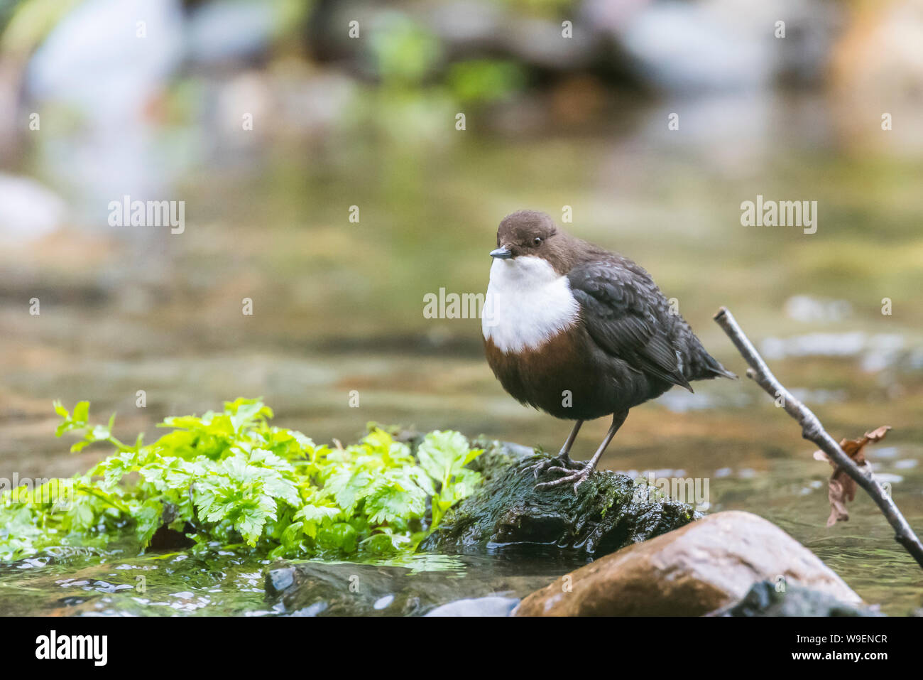 Dipper in the river Walkham, Dartmoor,Devon. Close up, facing camera ...