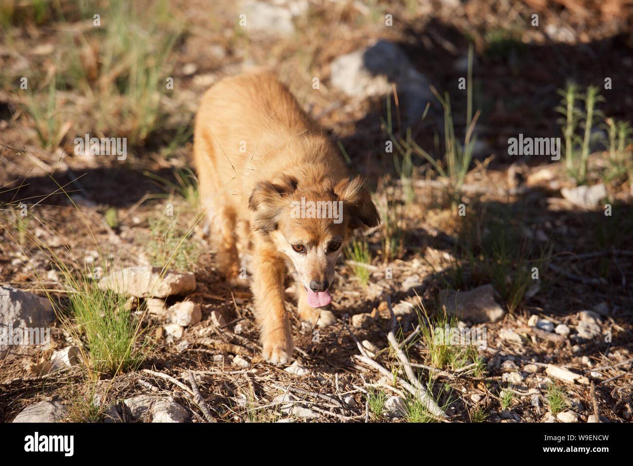 Dog outdoors in the countryside Stock Photo - Alamy