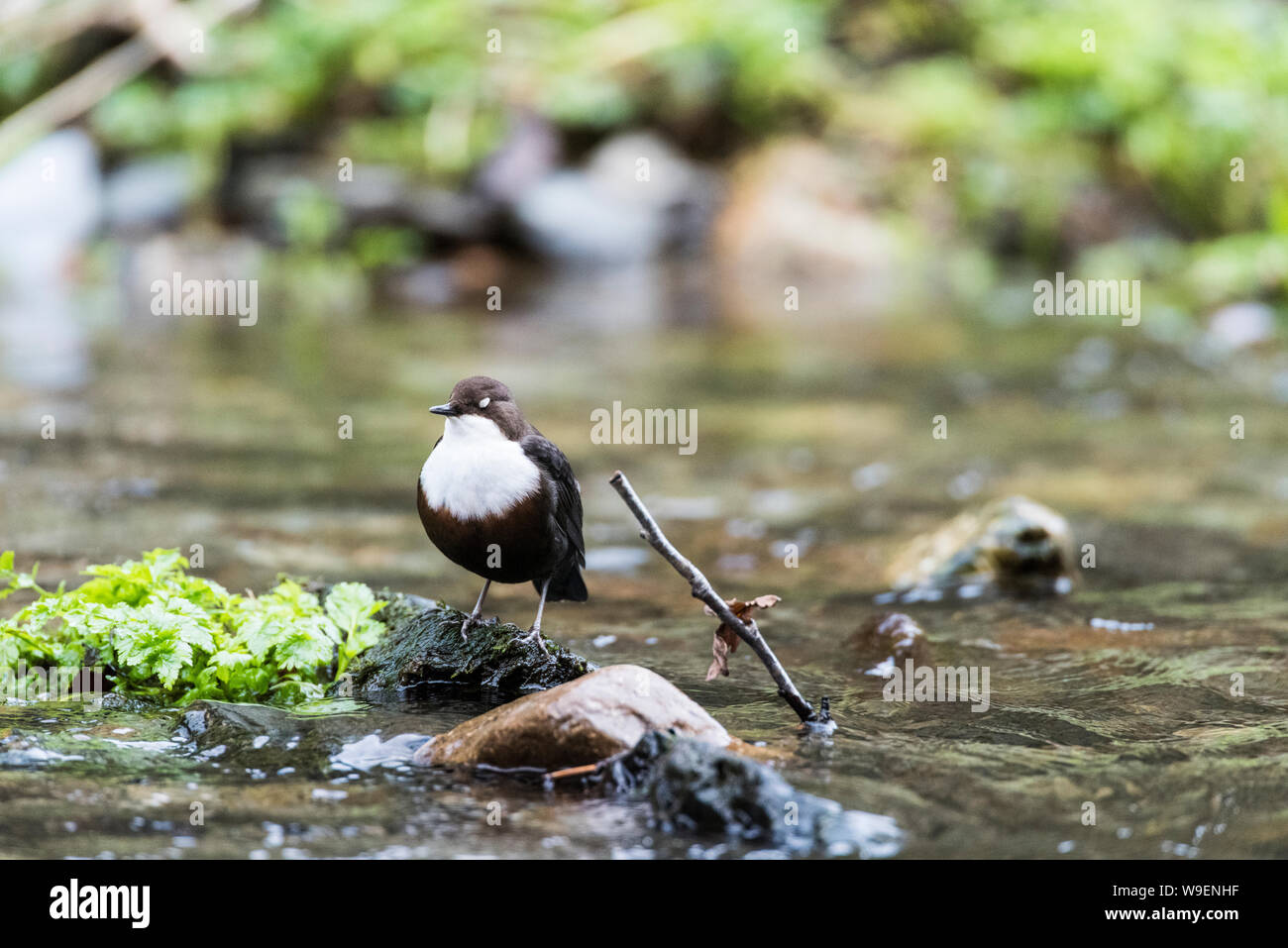 Dipper in the river Walkham, Dartmoor,Devon. Eye cover down Stock Photo ...