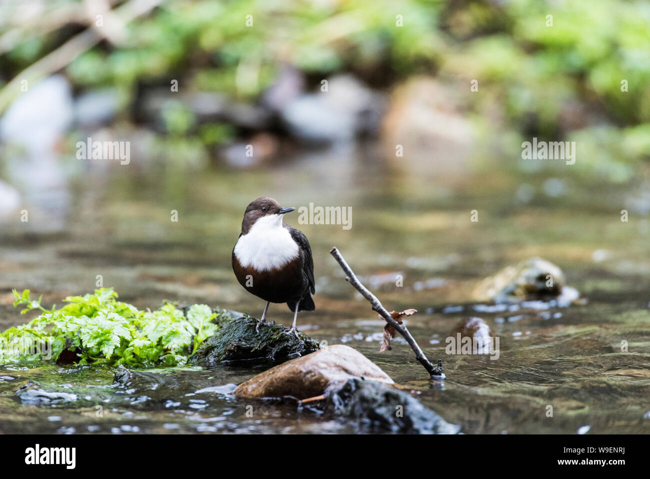 Dipper in the river Walkham, Dartmoor,Devon Stock Photo - Alamy