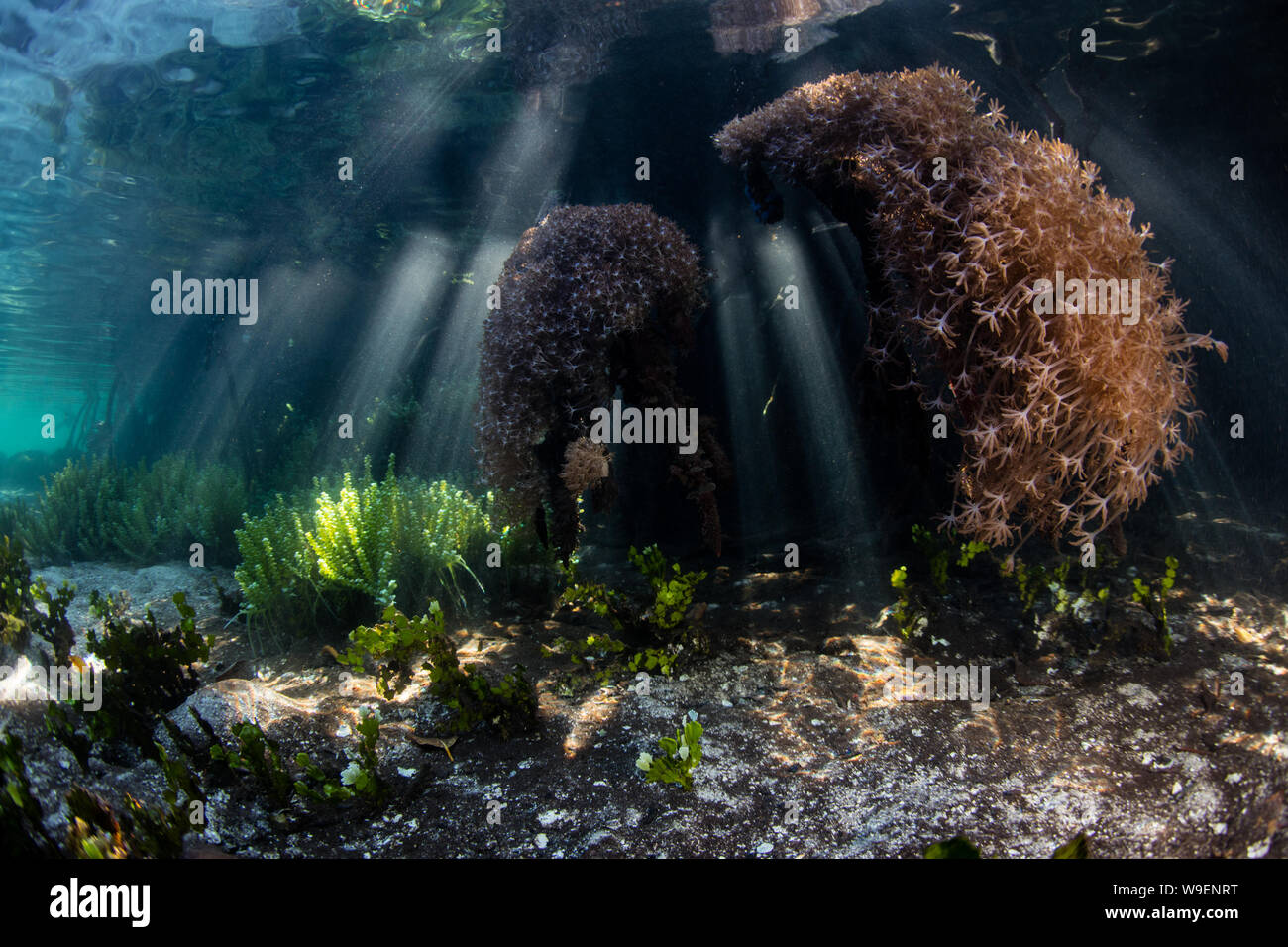 Beams of sunlight filter underwater in a mangrove forest in Raja Ampat ...
