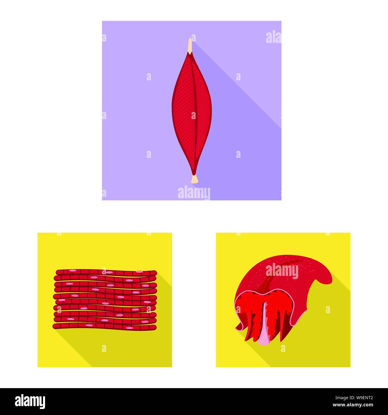 Isolated object of muscle and cells icon. Set of muscle and anatomy ...