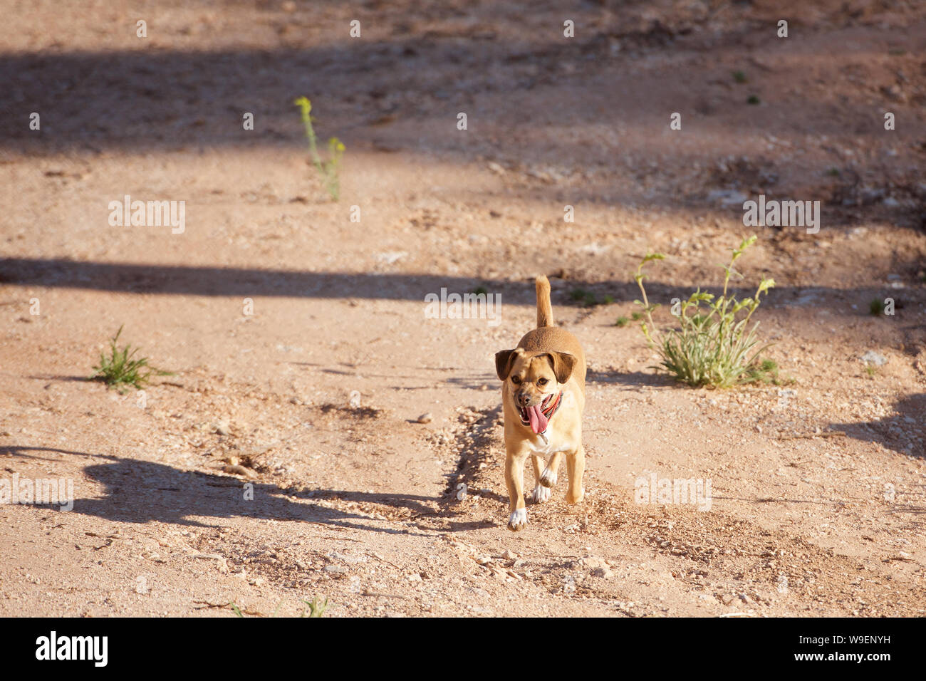 Dog outdoors in the countryside Stock Photo - Alamy