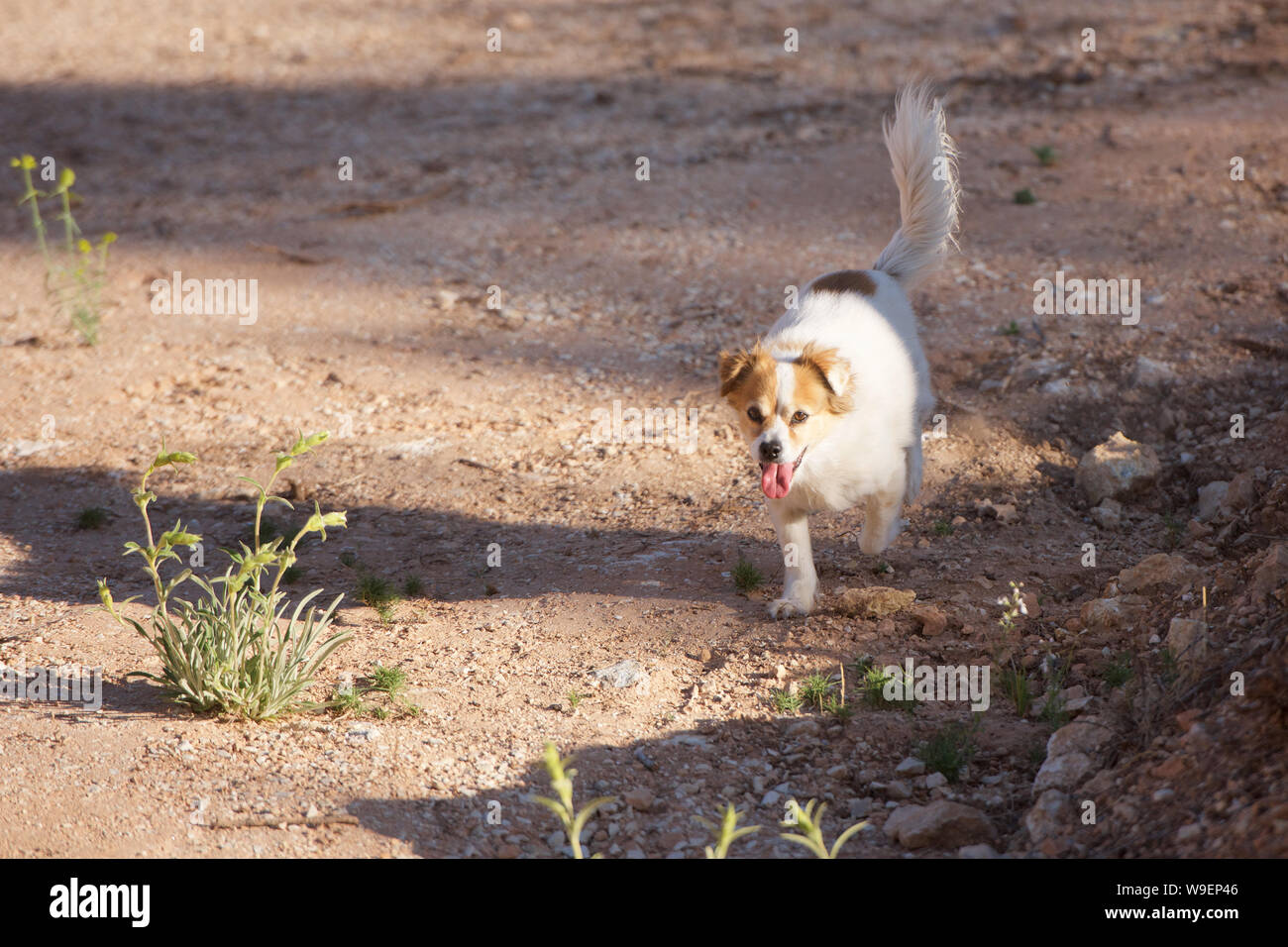 Dog outdoors in the countryside Stock Photo - Alamy