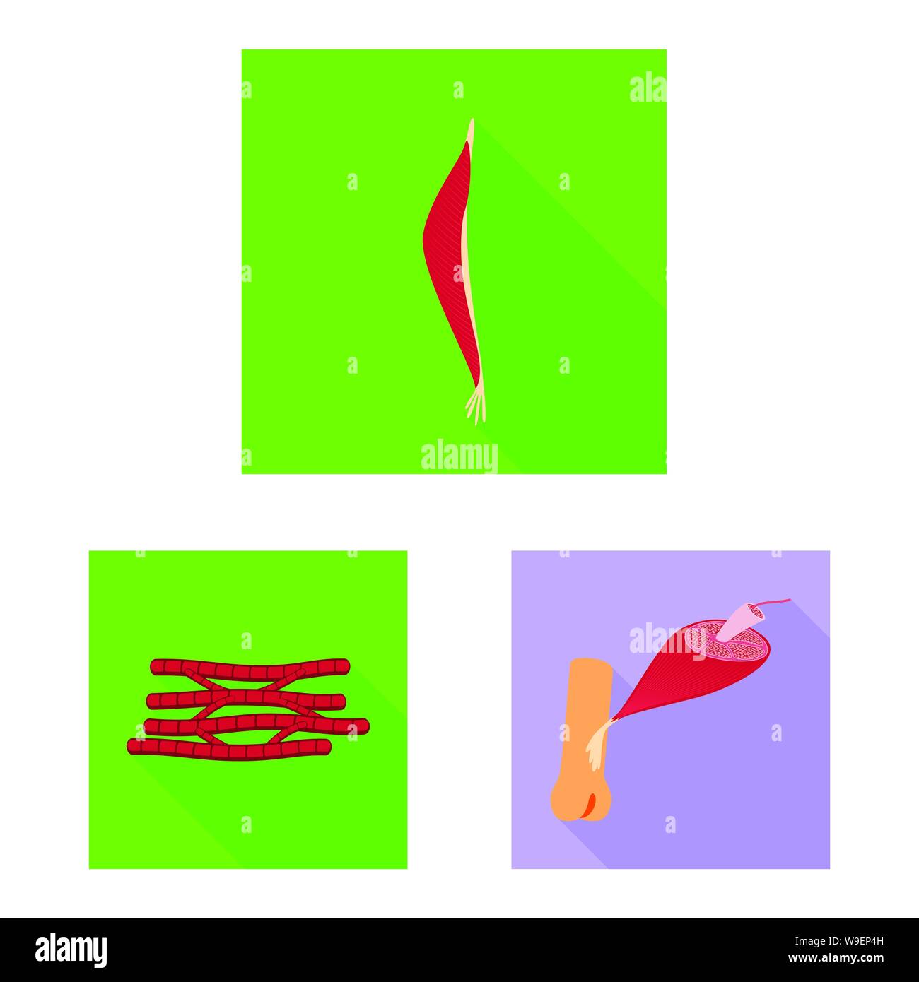 Vector illustration of muscle and cells sign. Collection of muscle and ...