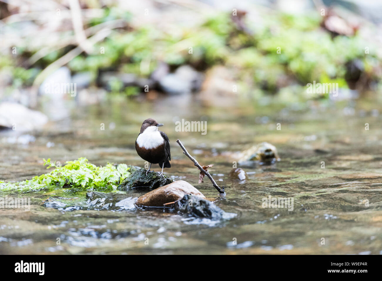 Dipper in the river Walkham, Dartmoor,Devon. On mossy rock Stock Photo ...
