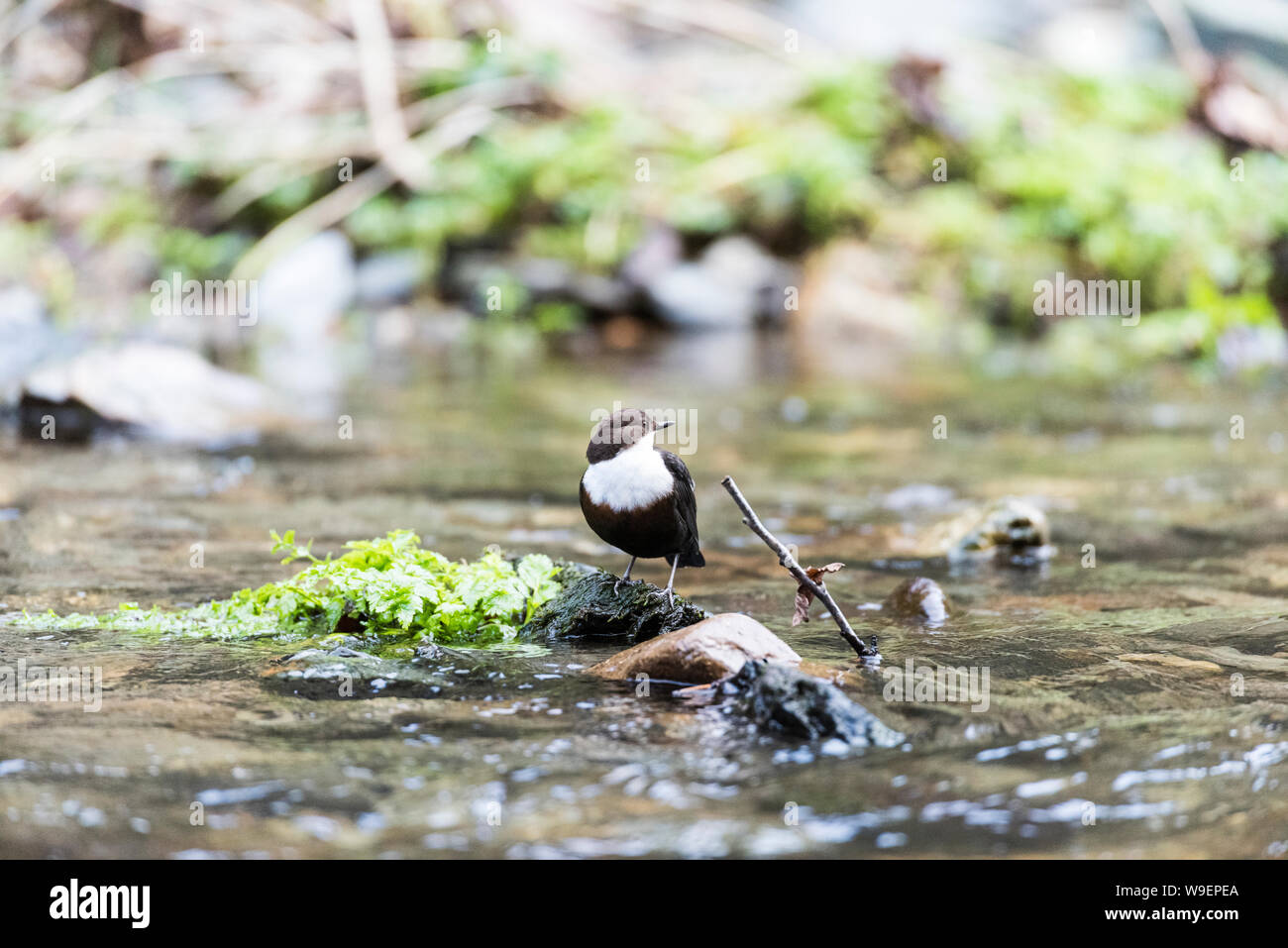 Dipper in the river Walkham, Dartmoor,Devon. On mossy rock, head ...