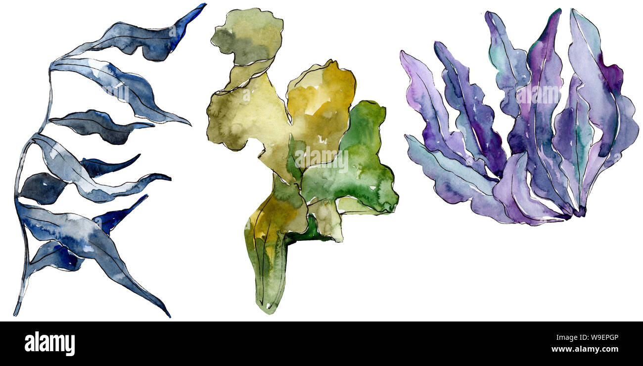 Sea sponge drawing Cut Out Stock Images & Pictures - Alamy