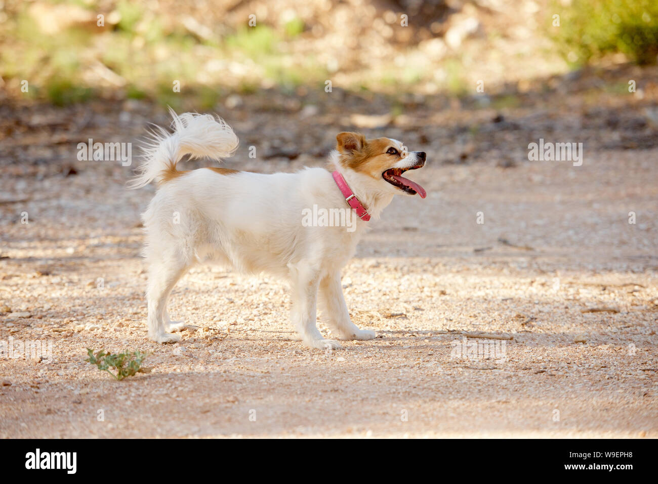 Dog outdoors in the countryside Stock Photo - Alamy