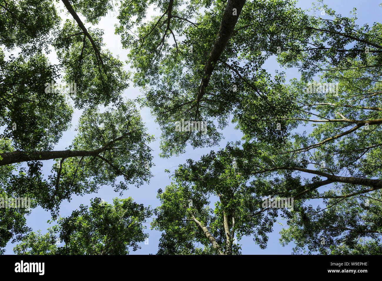 Looking up at a tree canopy Stock Photo - Alamy