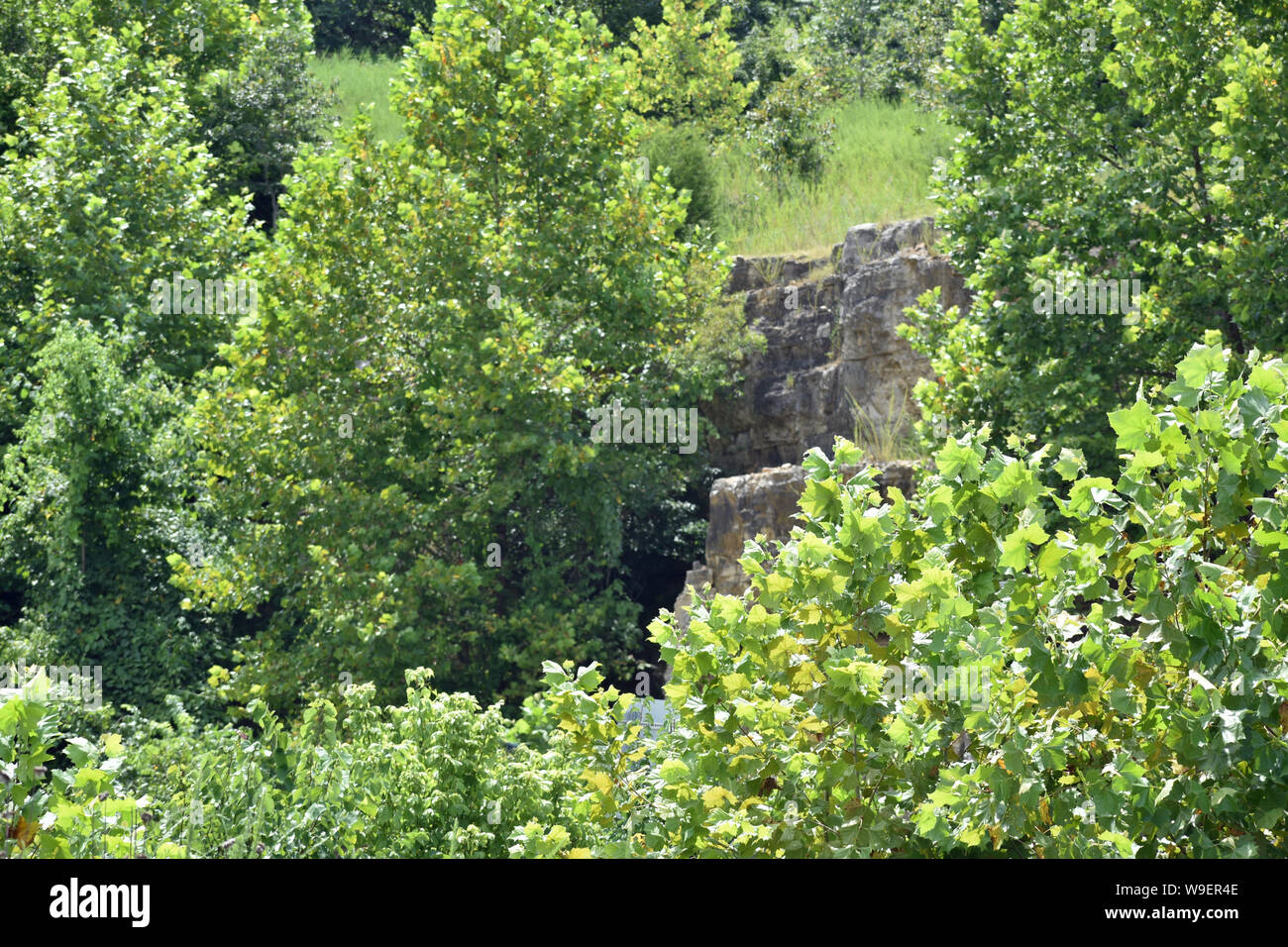 Cottonwood Canopy High Resolution Stock Photography and Images - Alamy