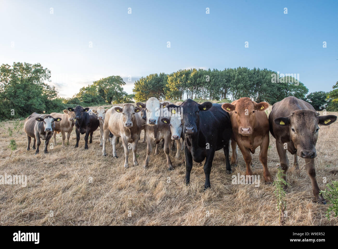 Cattle And Greenhouse Gases High Resolution Stock Photography and ...