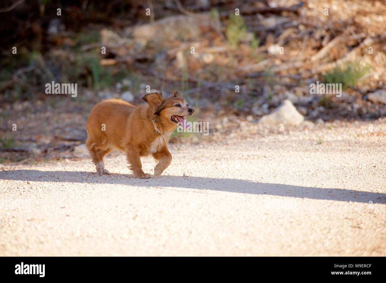 Dog outdoors in the countryside Stock Photo - Alamy