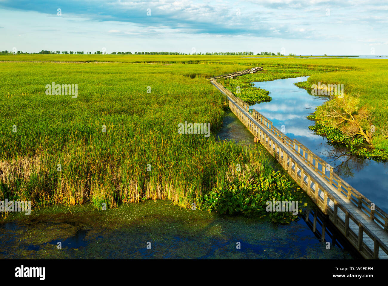 Boardwalk in wetlands nature preserve, Point Pelee National Park ...