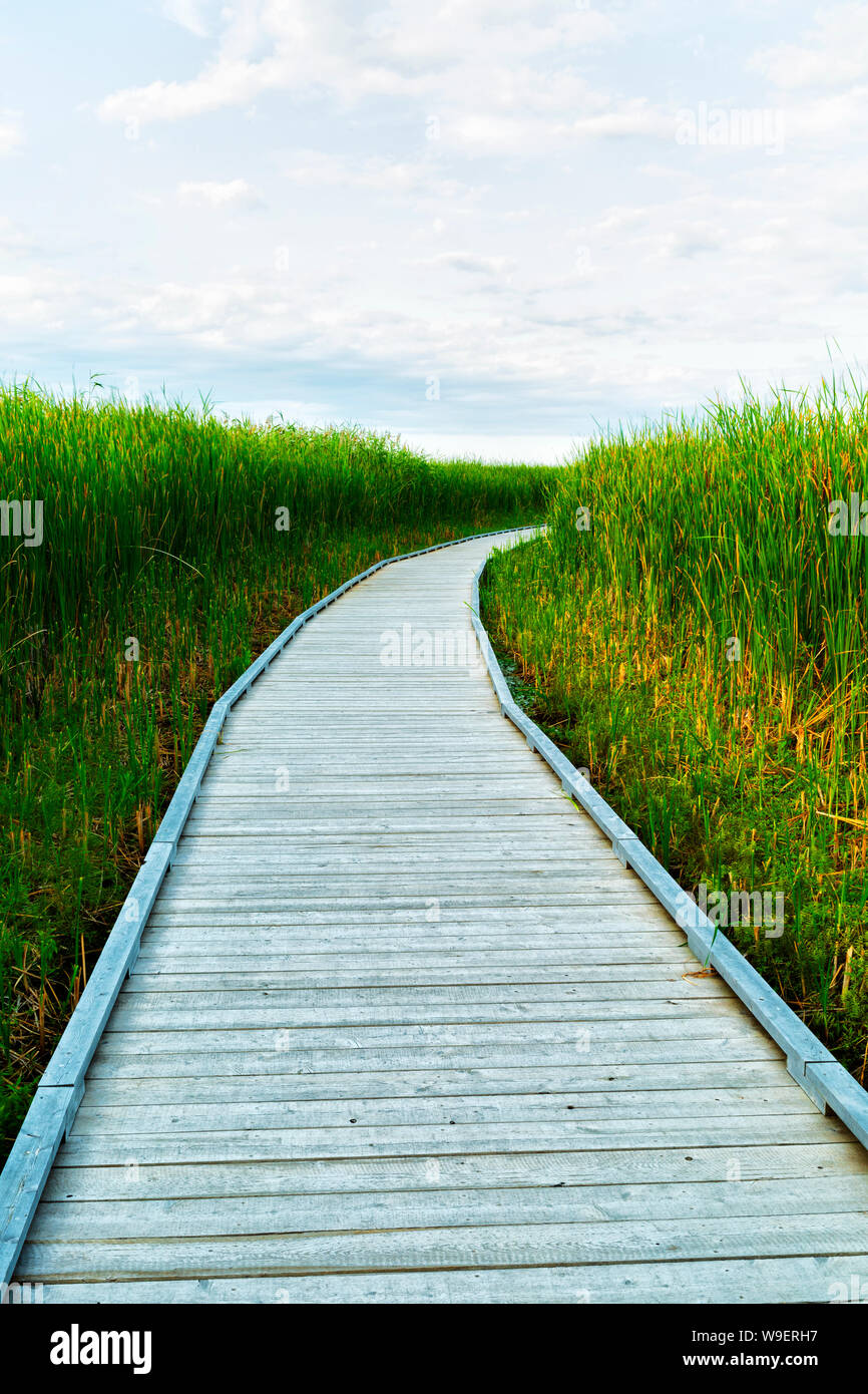 Boardwalk in wetlands nature preserve, Point Pelee National Park ...