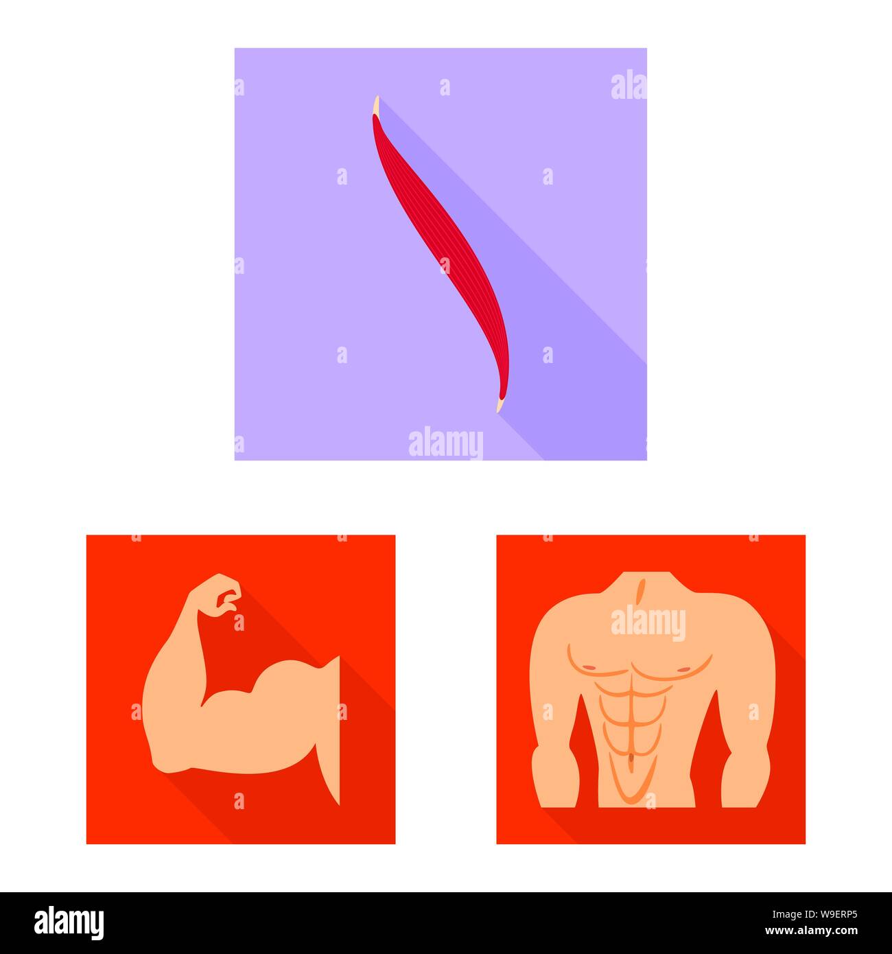 Vector design of muscle and cells icon. Set of muscle and anatomy ...