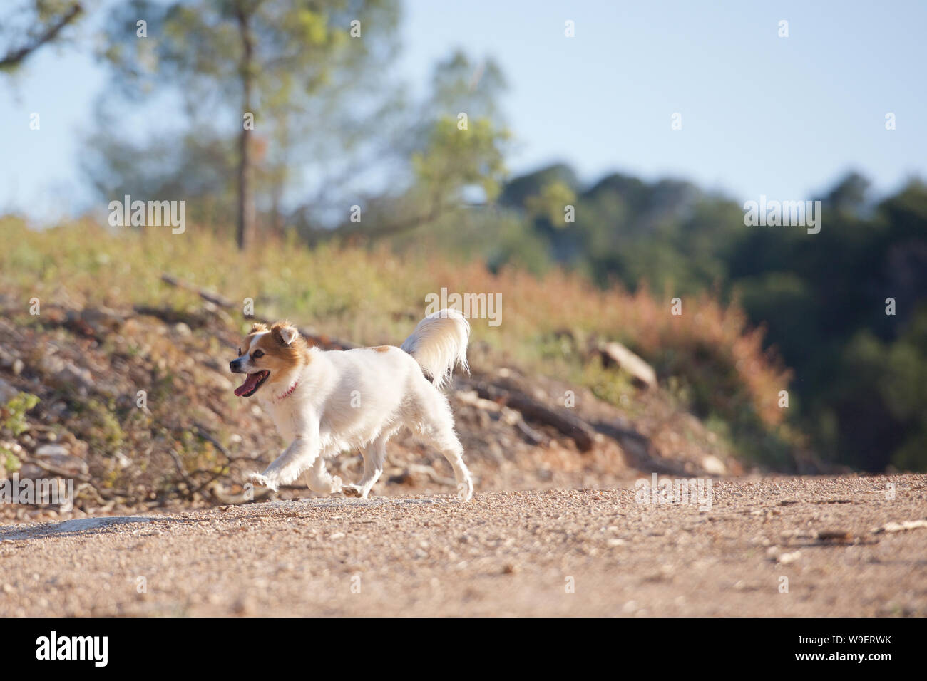 Dog outdoors in the countryside Stock Photo - Alamy