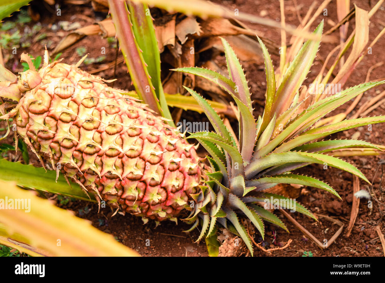 Dole fruit hi-res stock photography and images - Alamy