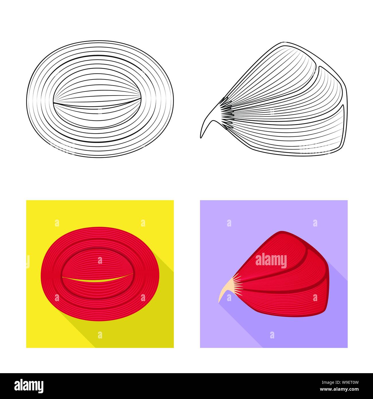 Vector illustration of fiber and muscular sign. Collection of fiber and ...