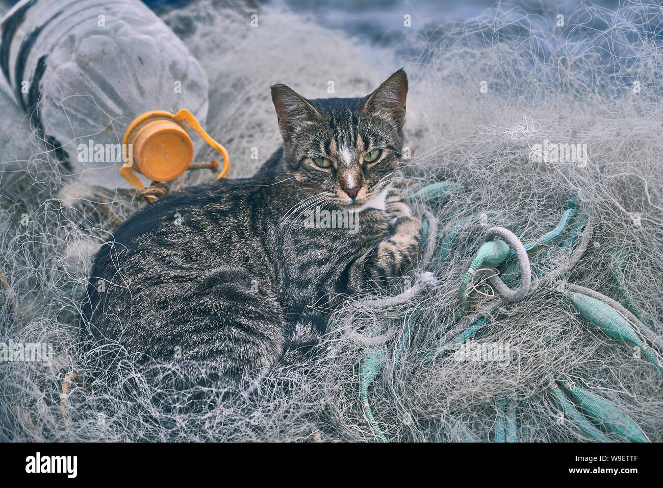 Cat resting in a phishing nets Stock Photo - Alamy