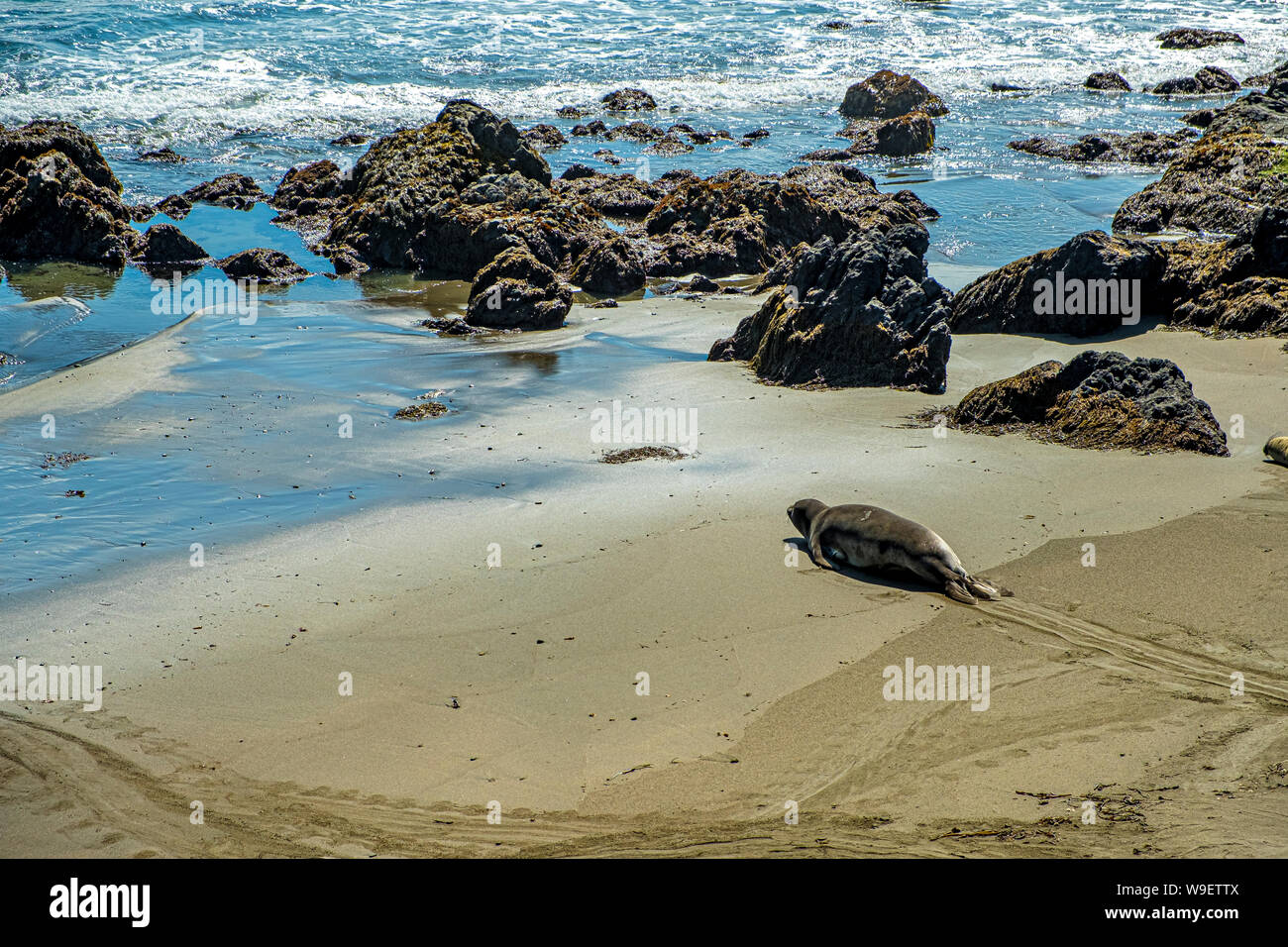 Elephant Seal at beach in California, USA Stock Photo - Alamy