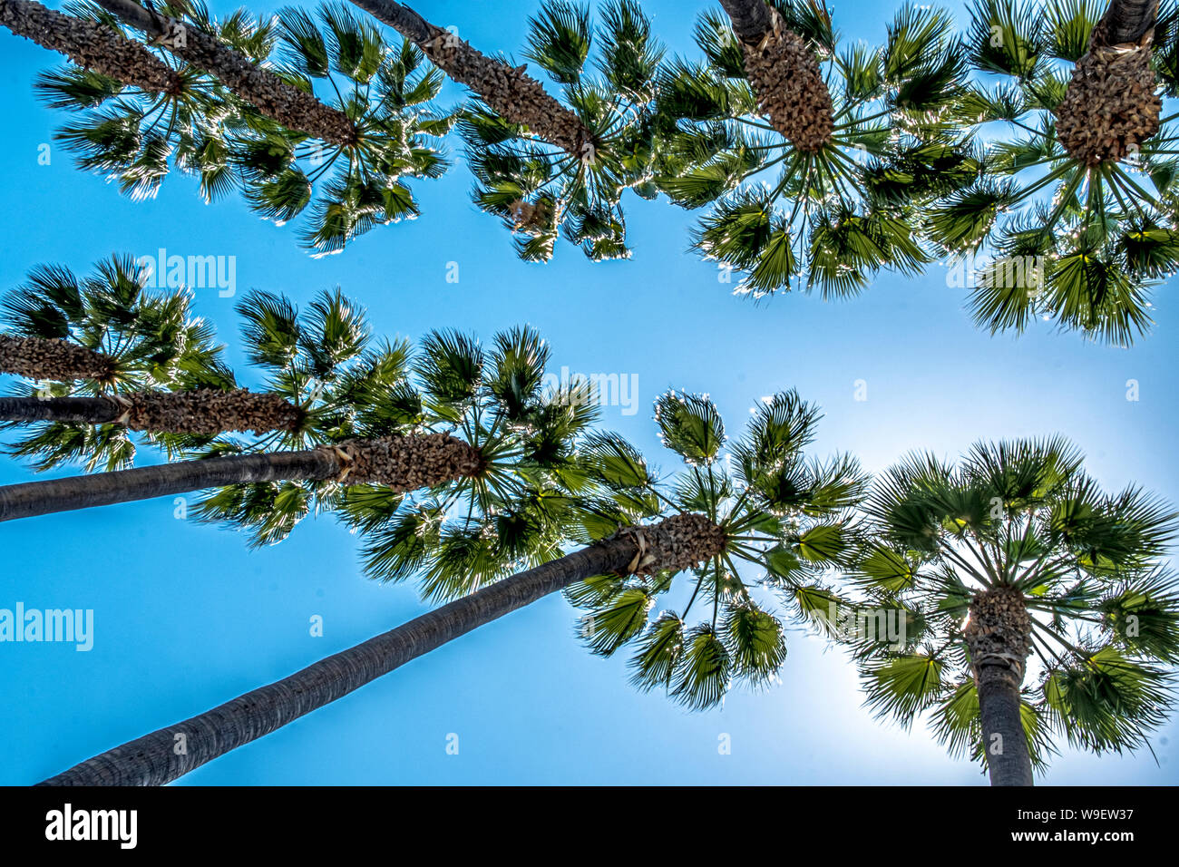 Rodeo drive and palm trees hi-res stock photography and images - Alamy